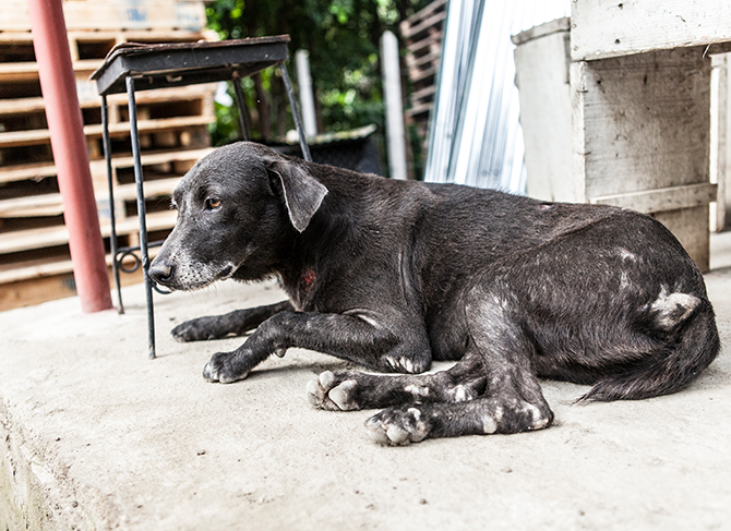 Asoanimales Colombia