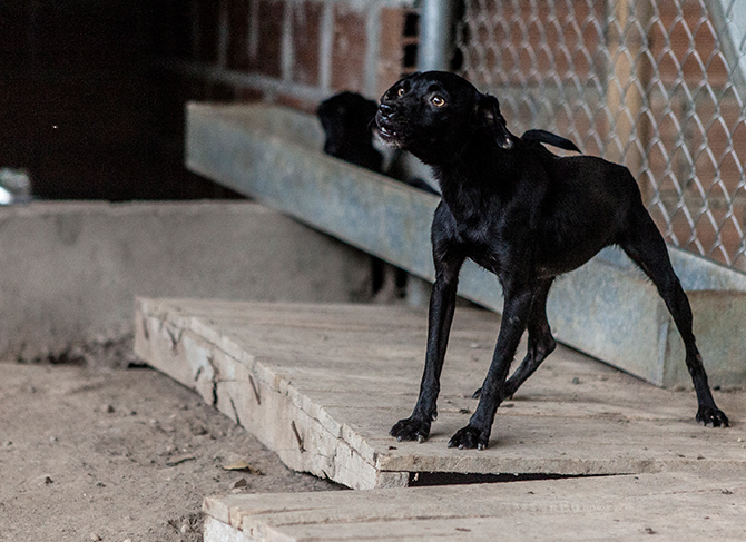 Asoanimales Colombia